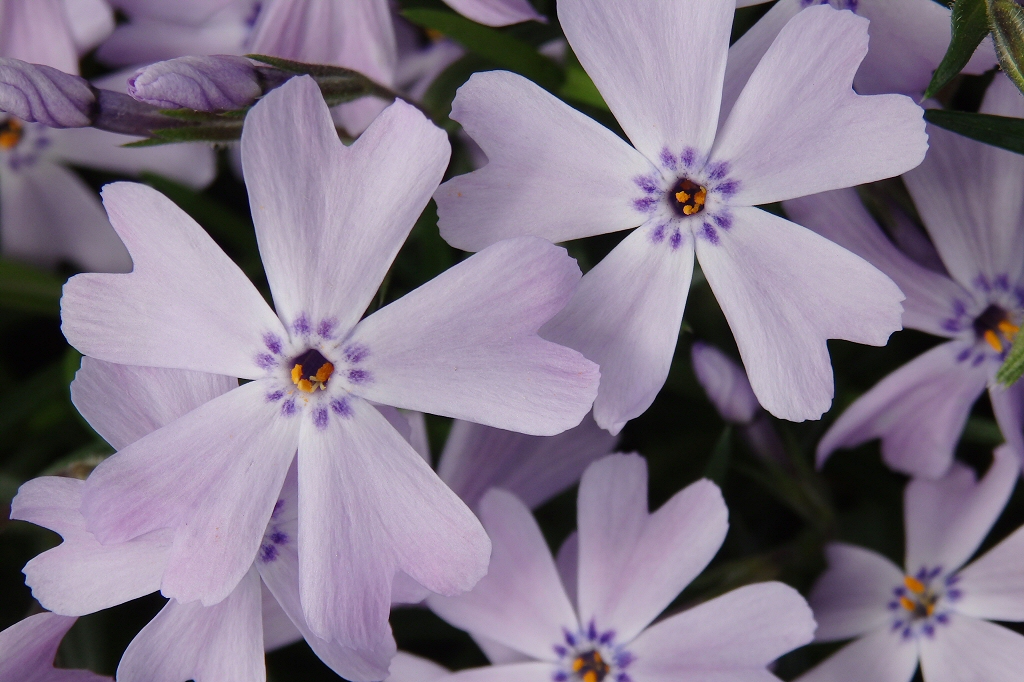 Lavender Forget Me Nots – kpixels