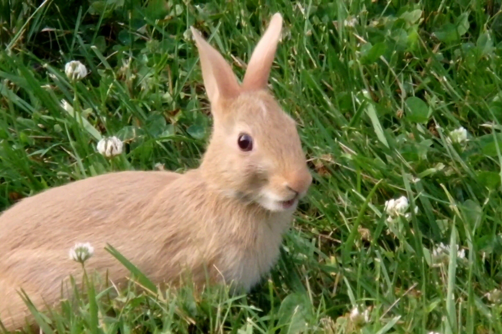 Blonde Hair Purple Eyed Wild Bunny – kpixels